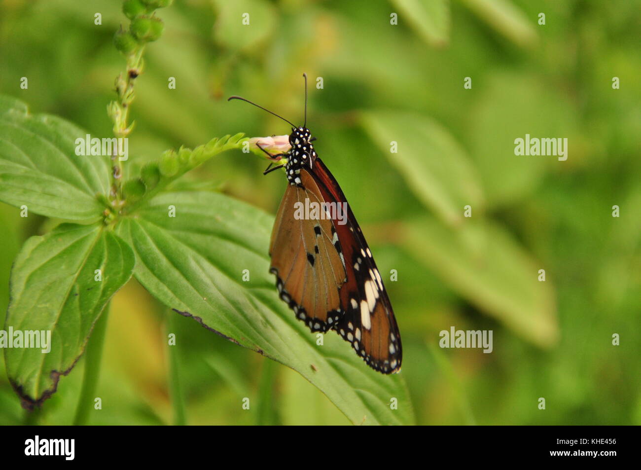 Colored tropical butterfly. Java in Indonesia Stock Photo - Alamy