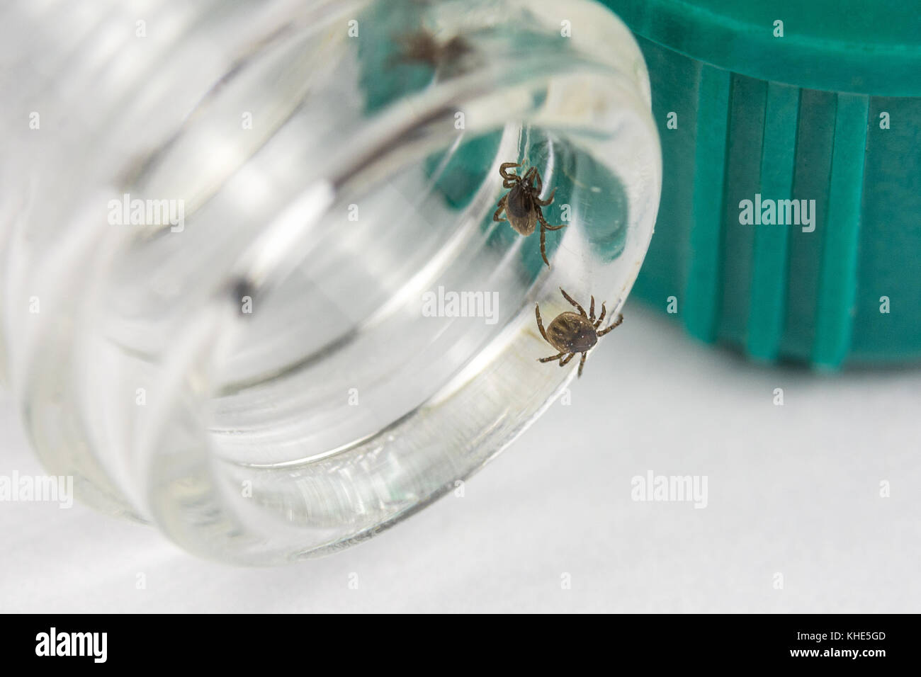 Ticks on vial. Laboratory testing. Detail of dangerous parasites in ...