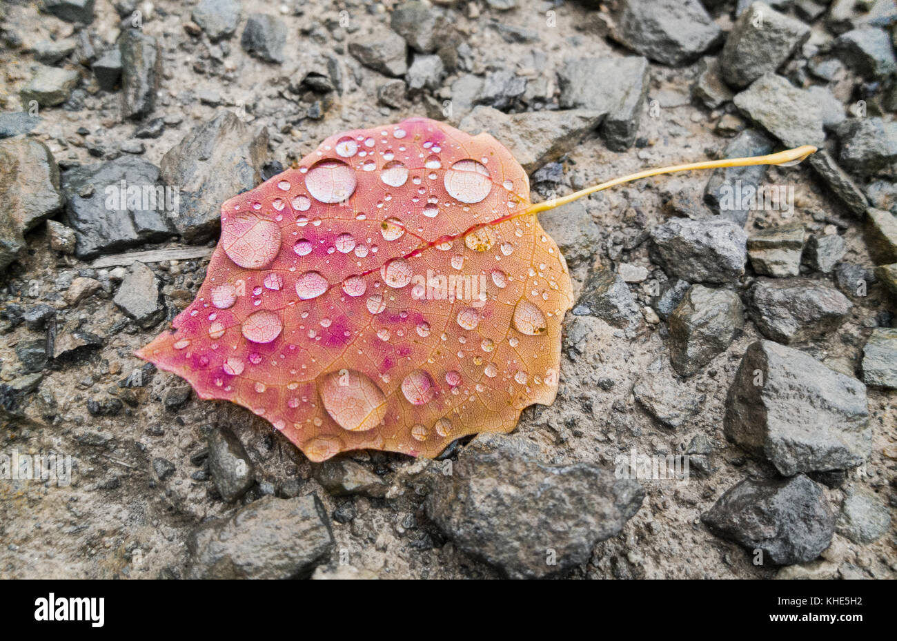 Hazel leaf during rain in autumn colors. Colorful leaf with dew drops ...