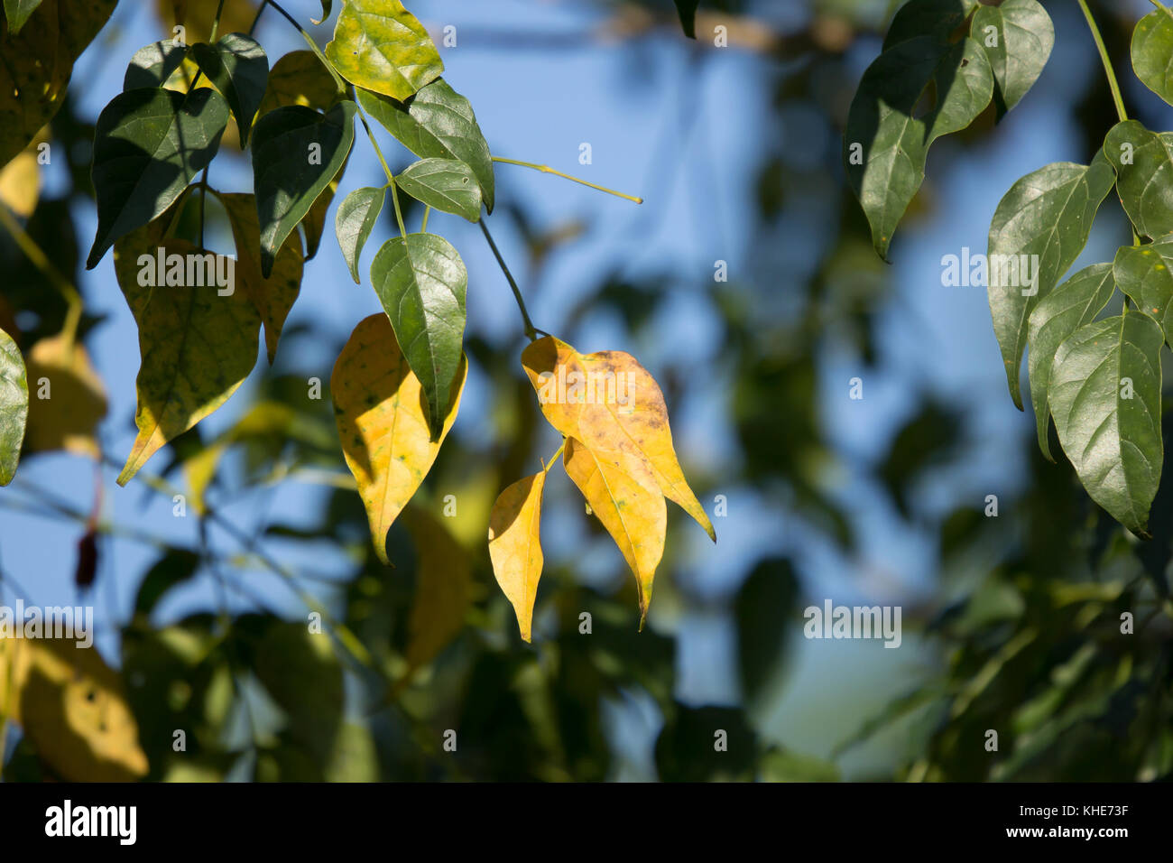 Close up Yellow leaf of Indian cork tree Stock Photo - Alamy