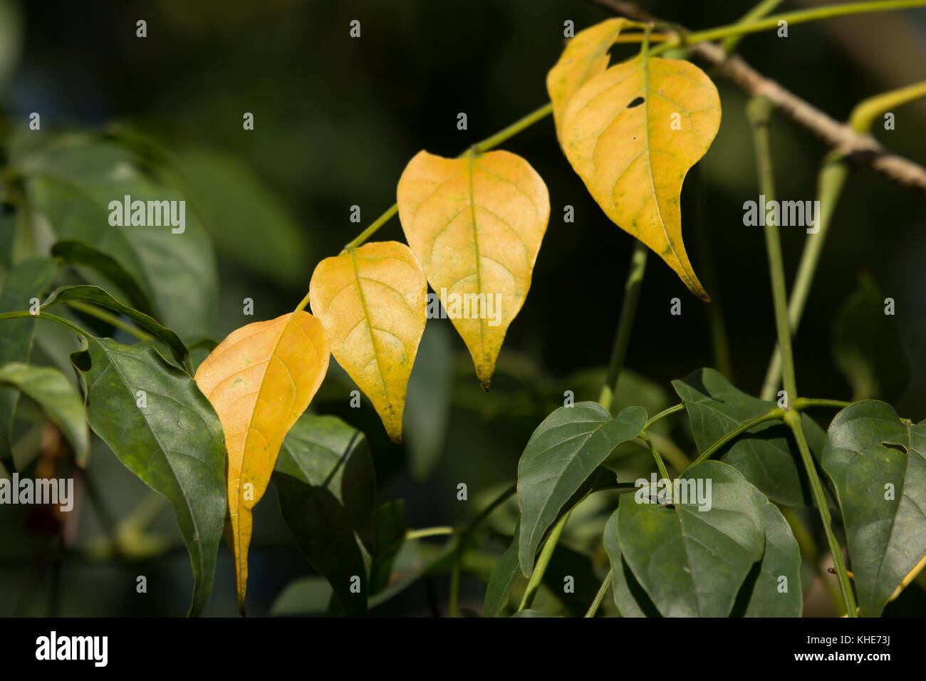 Close up Yellow leaf of Indian cork tree Stock Photo - Alamy