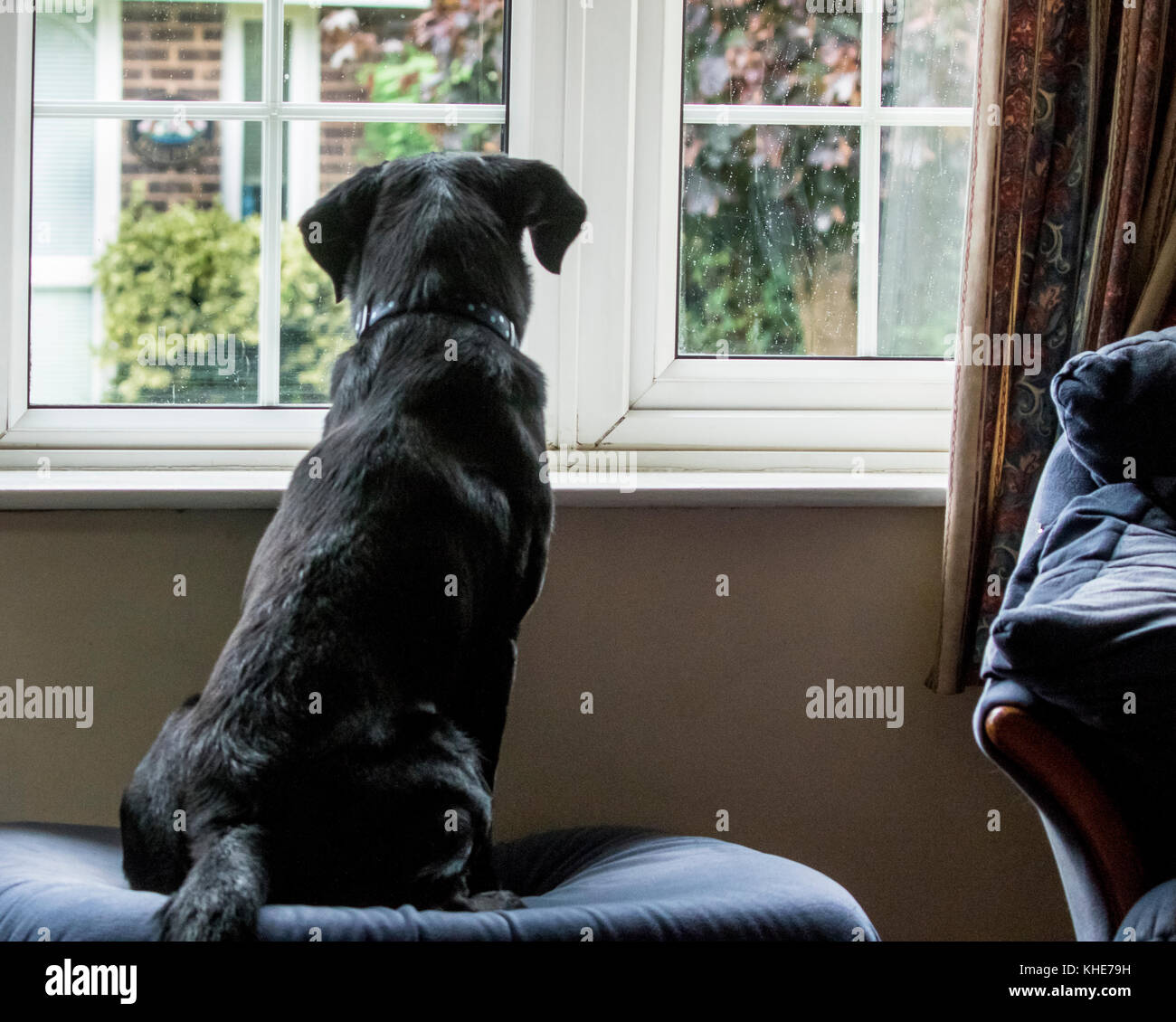 A black labrador is sitting looking out of the window Stock Photo - Alamy