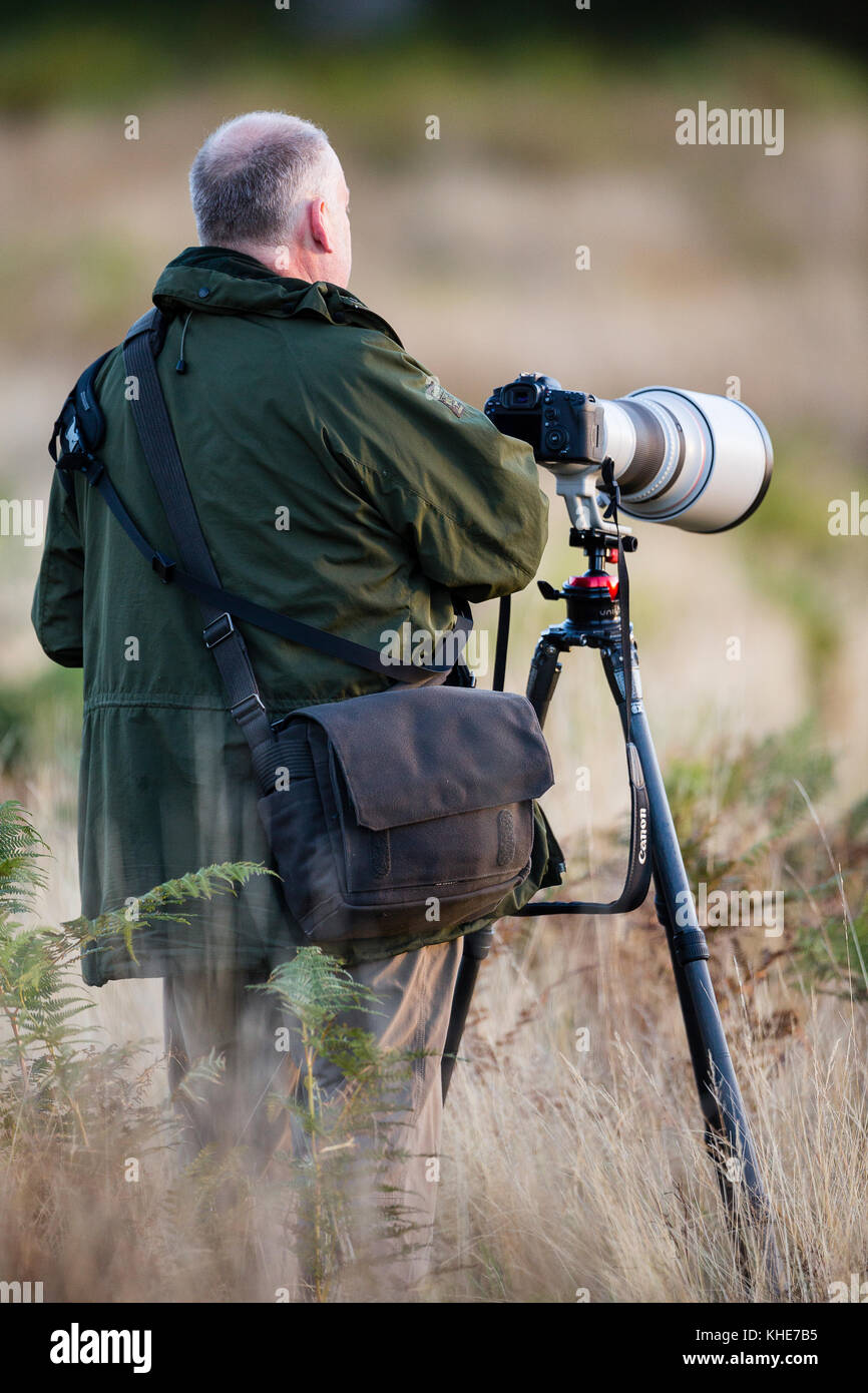 Richmond Park, London. Older male photographer with camera on tripod ...