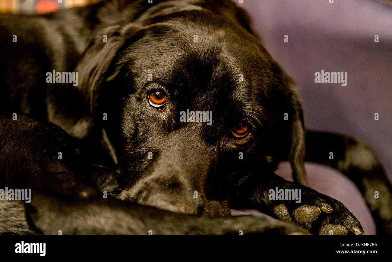 Black labrador close up Stock Photo - Alamy