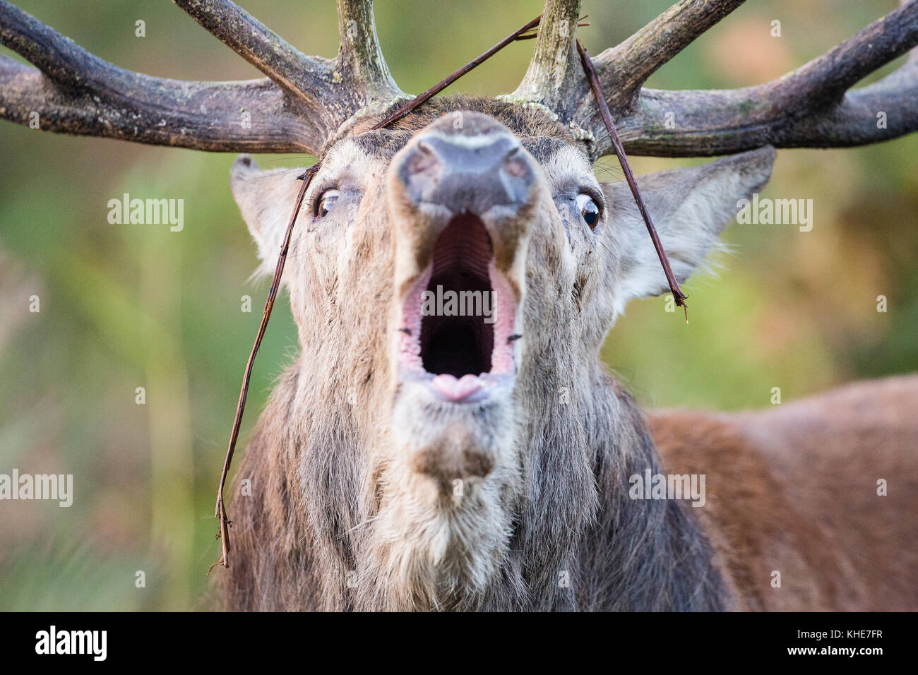 Richmond Park, London. Close up of large red deer calling Stock Photo ...