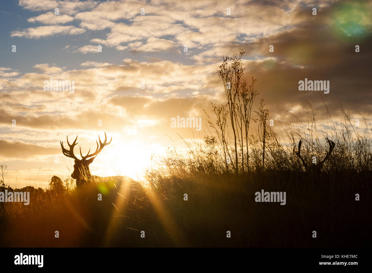 Red deer weather hi-res stock photography and images - Alamy