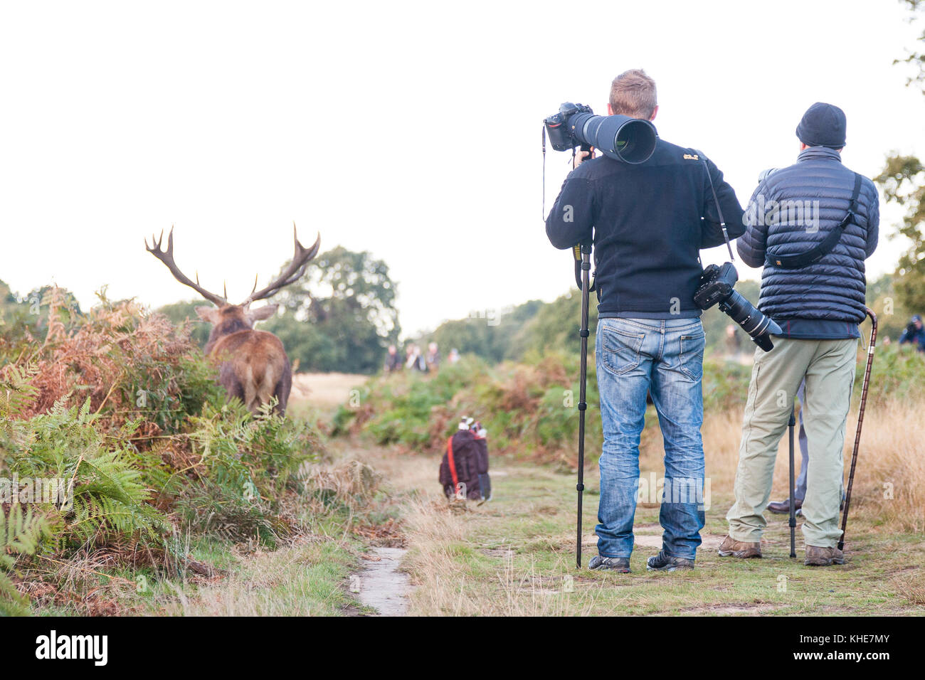 Richmond Park, London. Pair of male photographers watching red deer ...