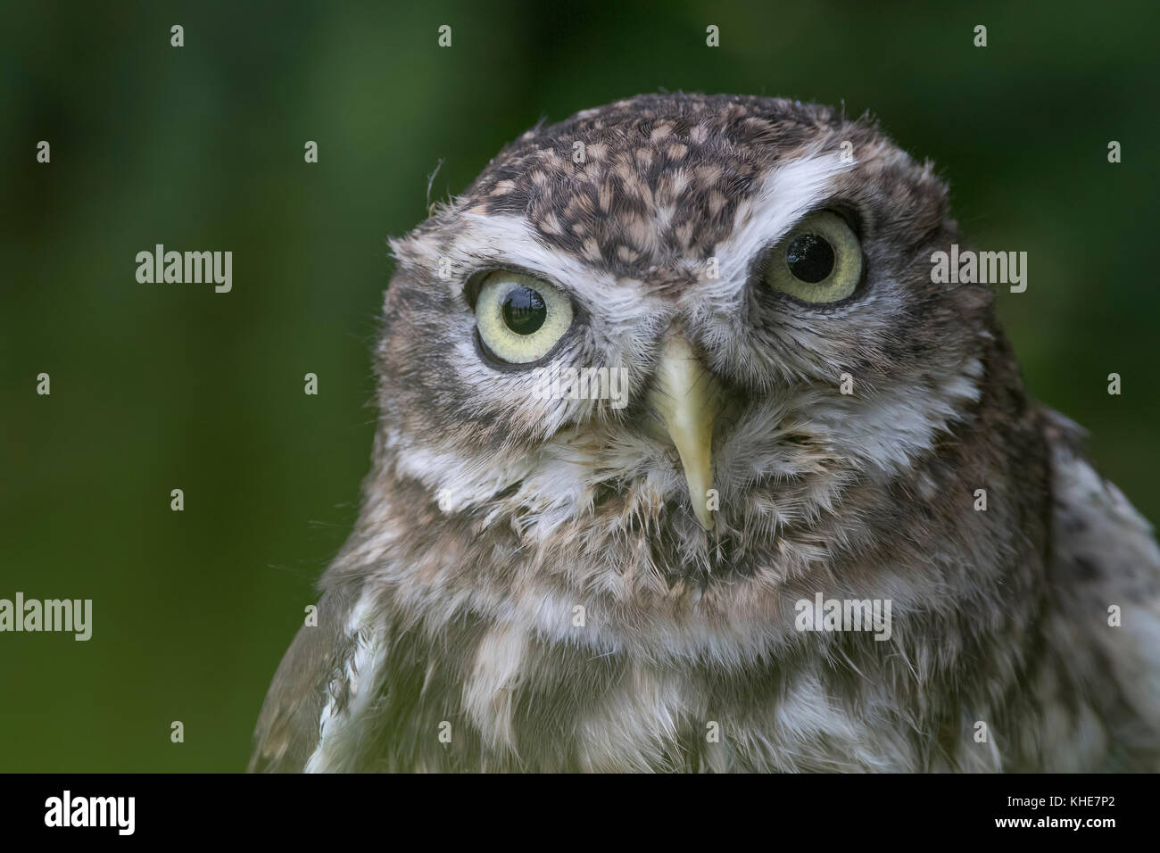 little owl, Athene noctua, close up portrait of the owls face showing ...