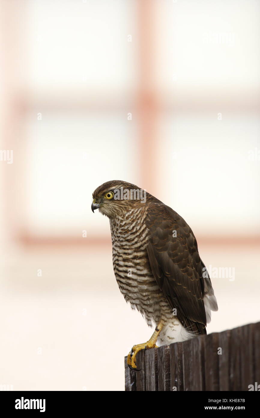 euroasian sparrow-hawk, Accipiter nisus, perched, sat on garden fence ...