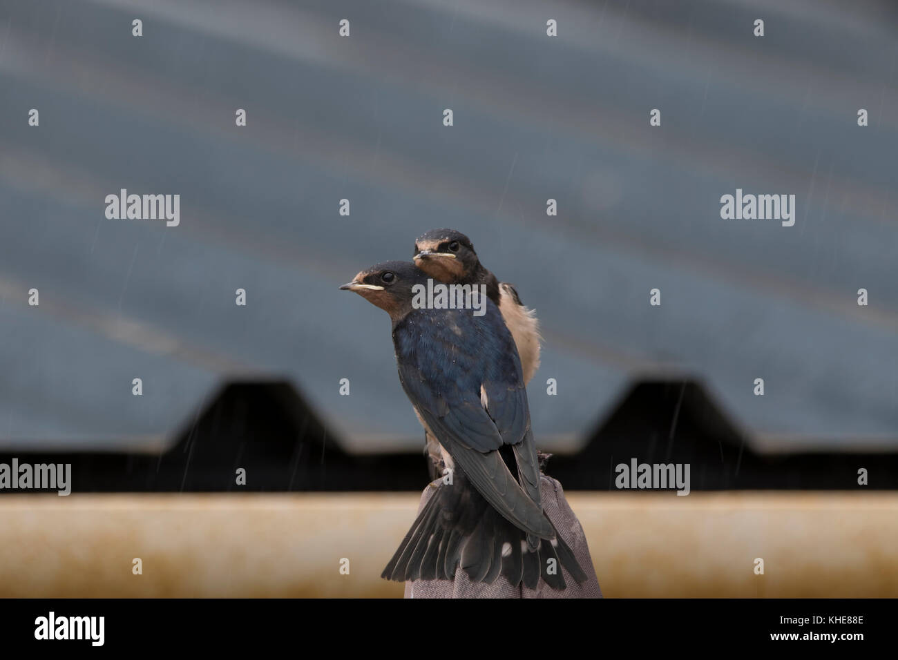 Facing towards camera hi-res stock photography and images - Alamy