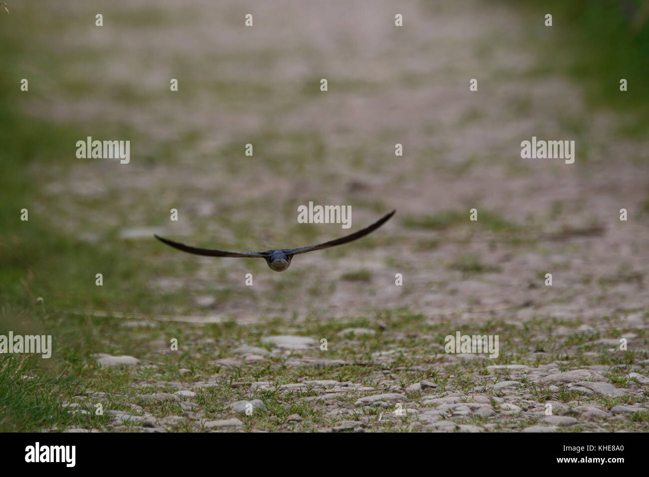 swallow bird, Hirundinidae, flying eye level towards camera plus young ...