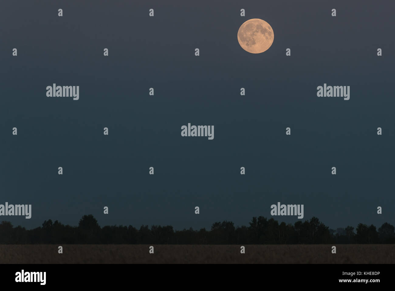 Evening landscape on a full moon with the moon over wheat field against ...