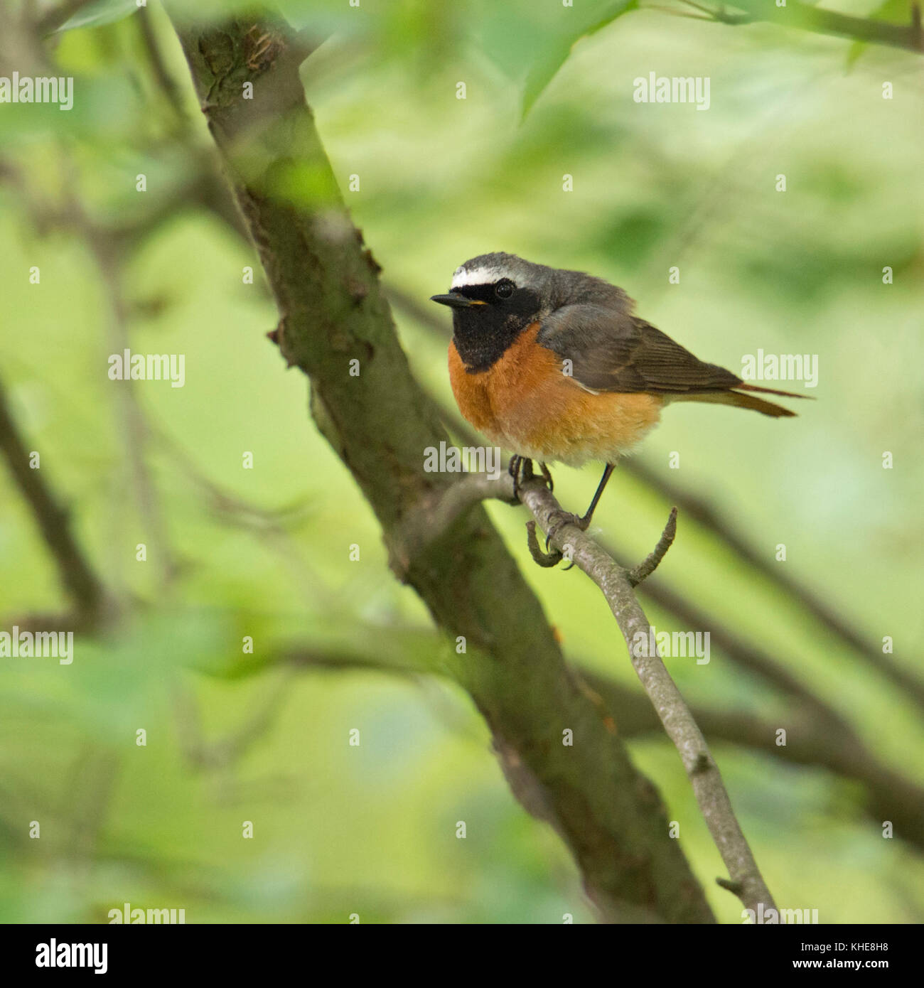 Common Redstart / Gartenrotschwanz (Phoenicurus phoenicurus), colourful ...