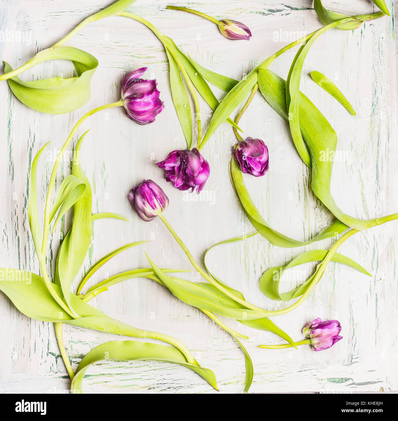 Pretty tulips flat lay on light shabby chic background, top view ...