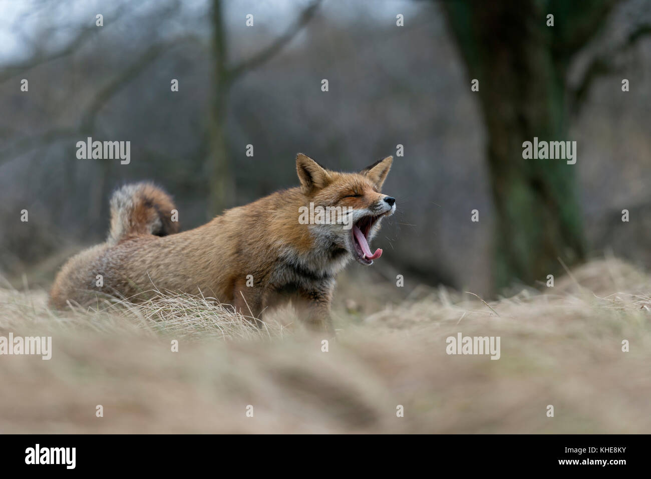 Stretch and yawn full body hi-res stock photography and images - Alamy
