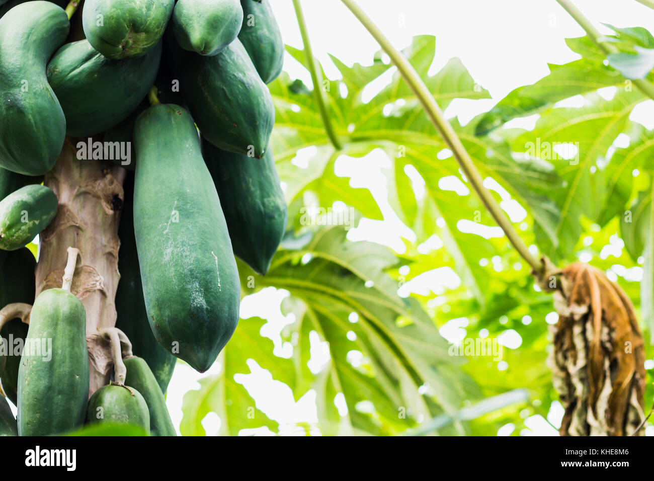 papaya tree on top view shoot Stock Photo - Alamy