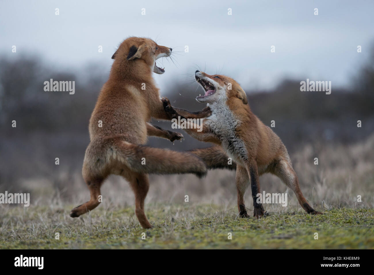Red Foxes ( Vulpes vulpes ), two adults, in agressive fight, fighting ...