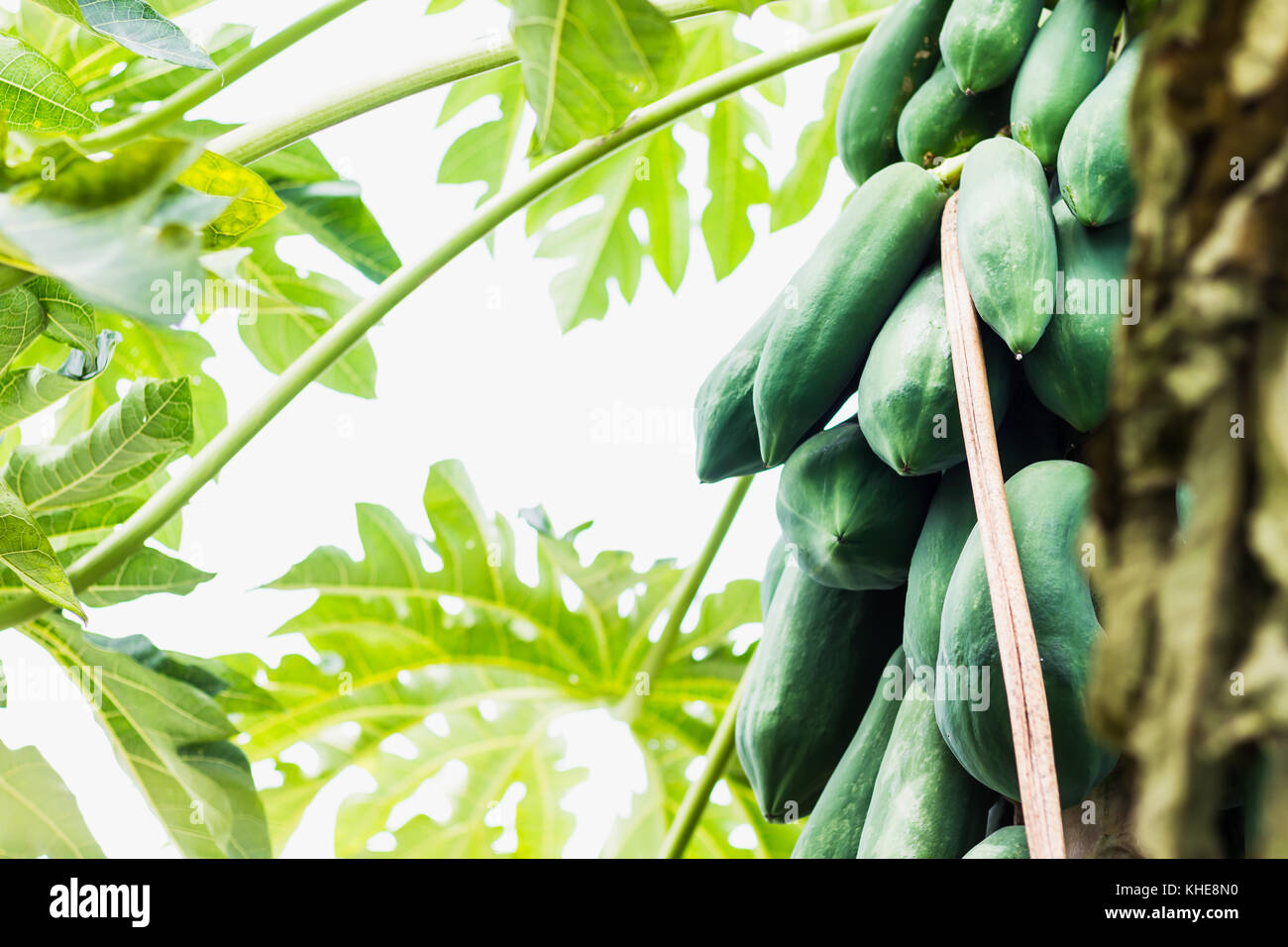 papaya tree on top view shoot Stock Photo - Alamy