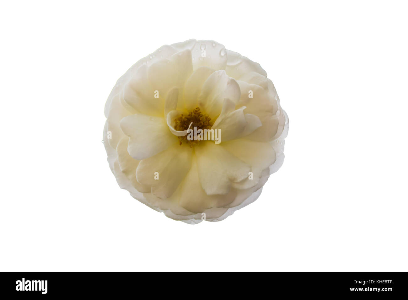 white flower isolated with clipping path Stock Photo - Alamy