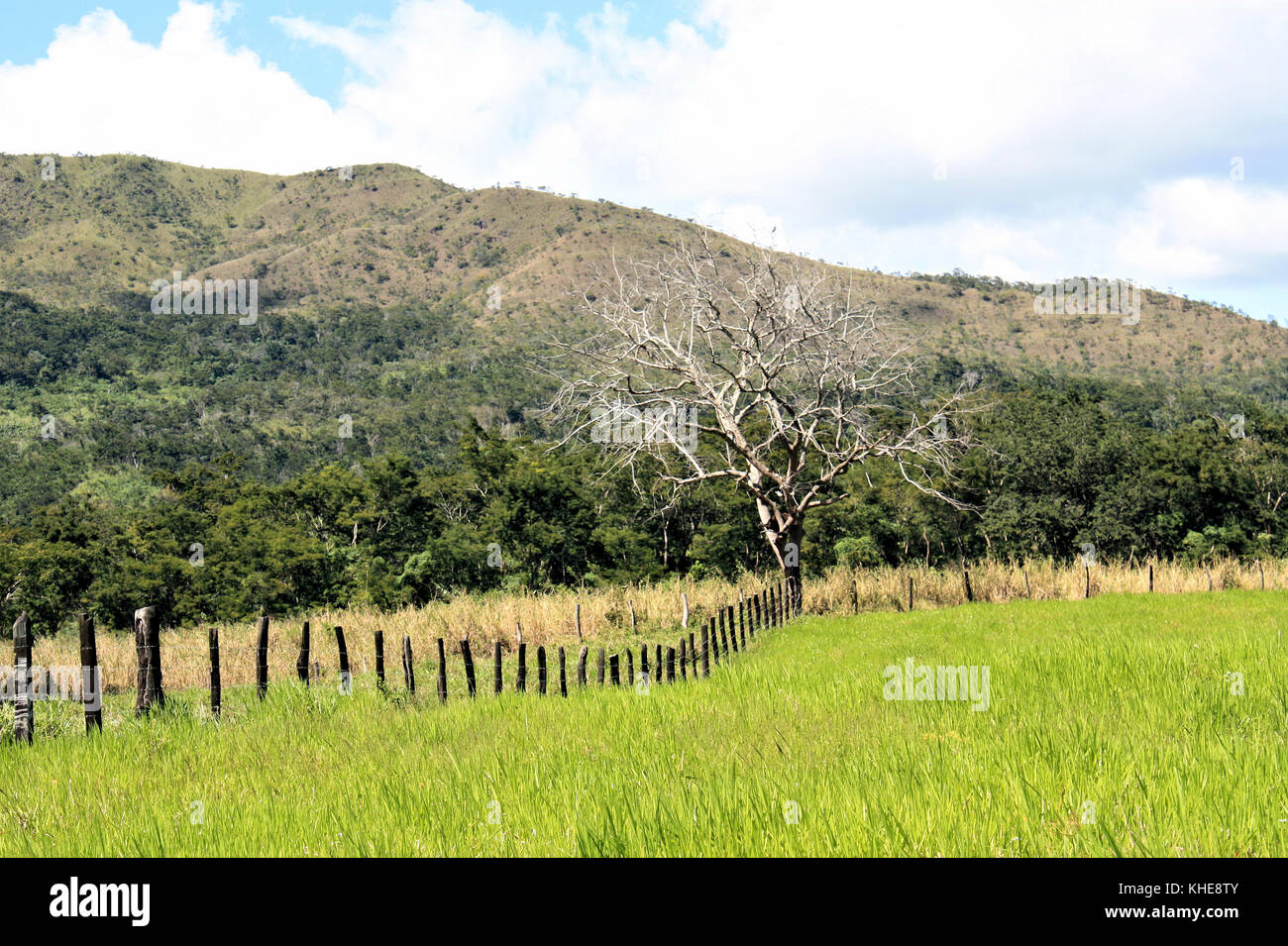 beautiful old tree behind vivid gras, Venezuela Stock Photo - Alamy