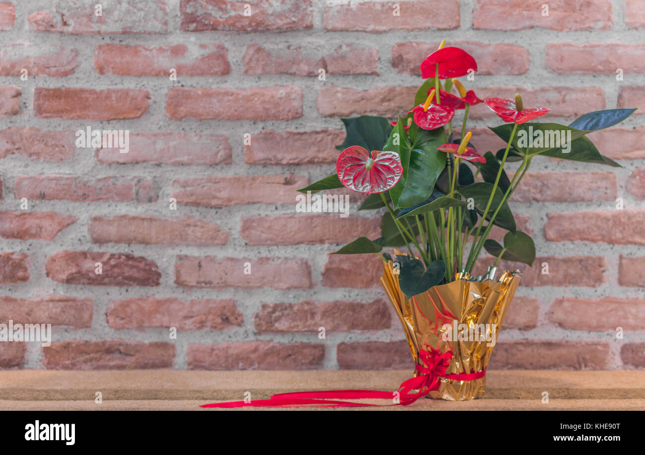Anthurium species hi-res stock photography and images - Alamy