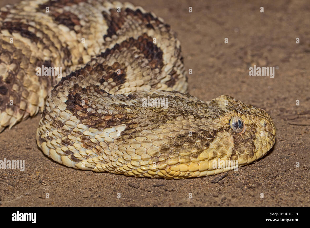 Puff Adder Head