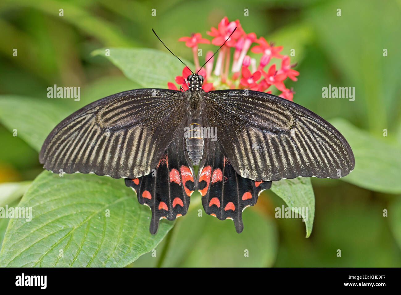 Female Scarlet Mormon (Papilio rumanzovia Stock Photo - Alamy