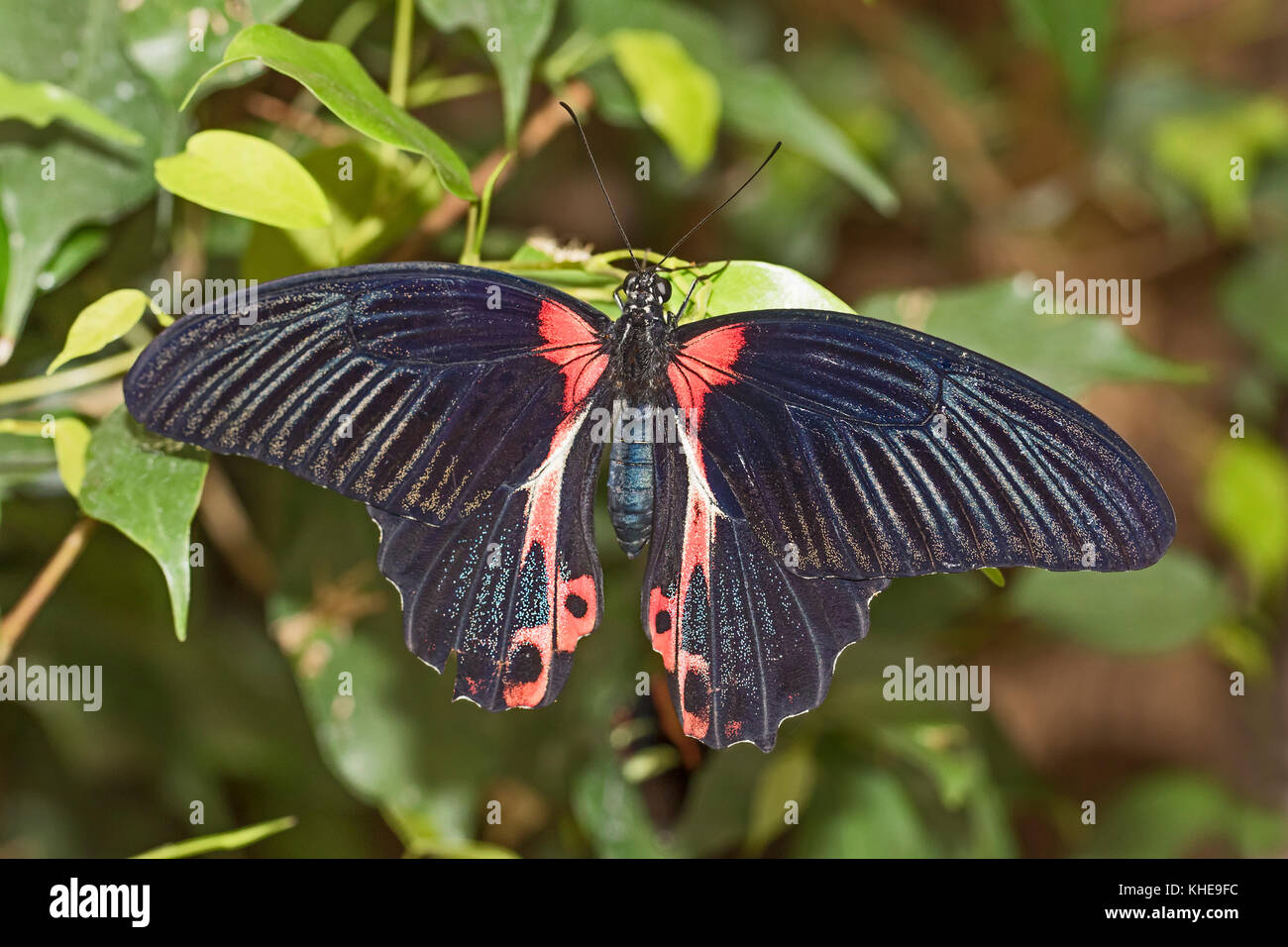Male Scarlet Mormon (Papilio rumanzovia Stock Photo - Alamy