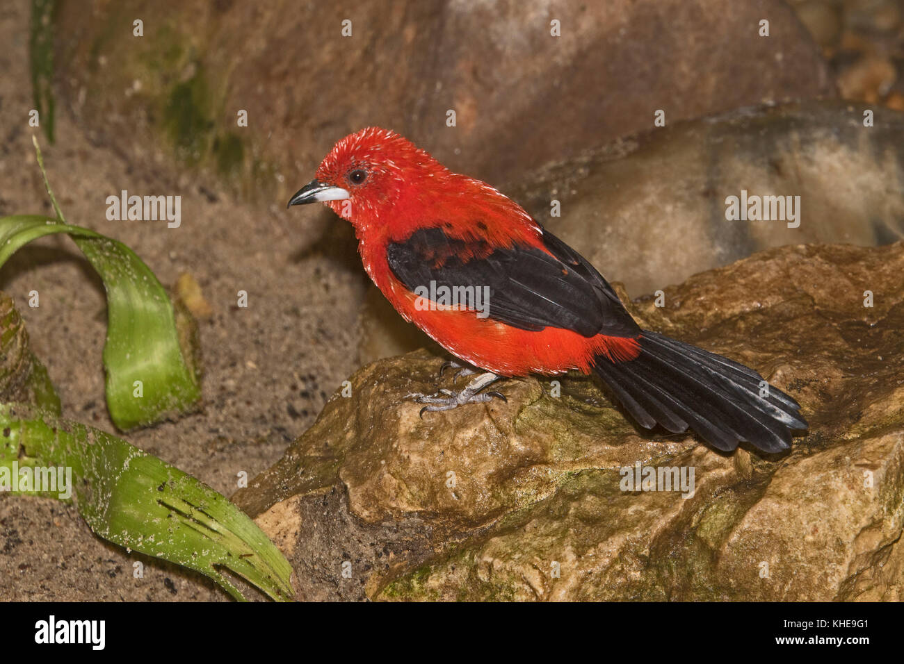 Brazilian tanager hi-res stock photography and images - Alamy