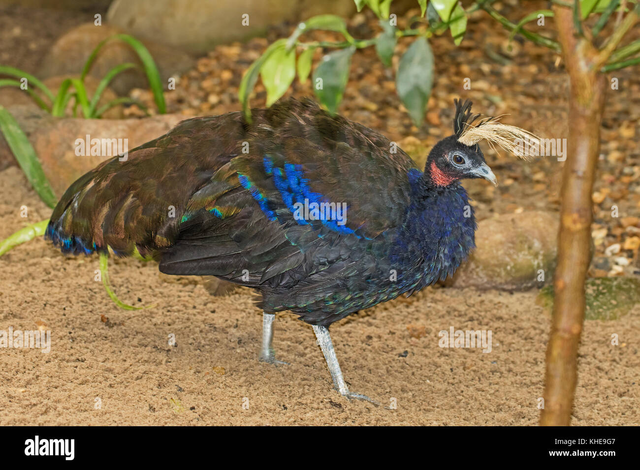 Congo peafowl hi-res stock photography and images - Alamy