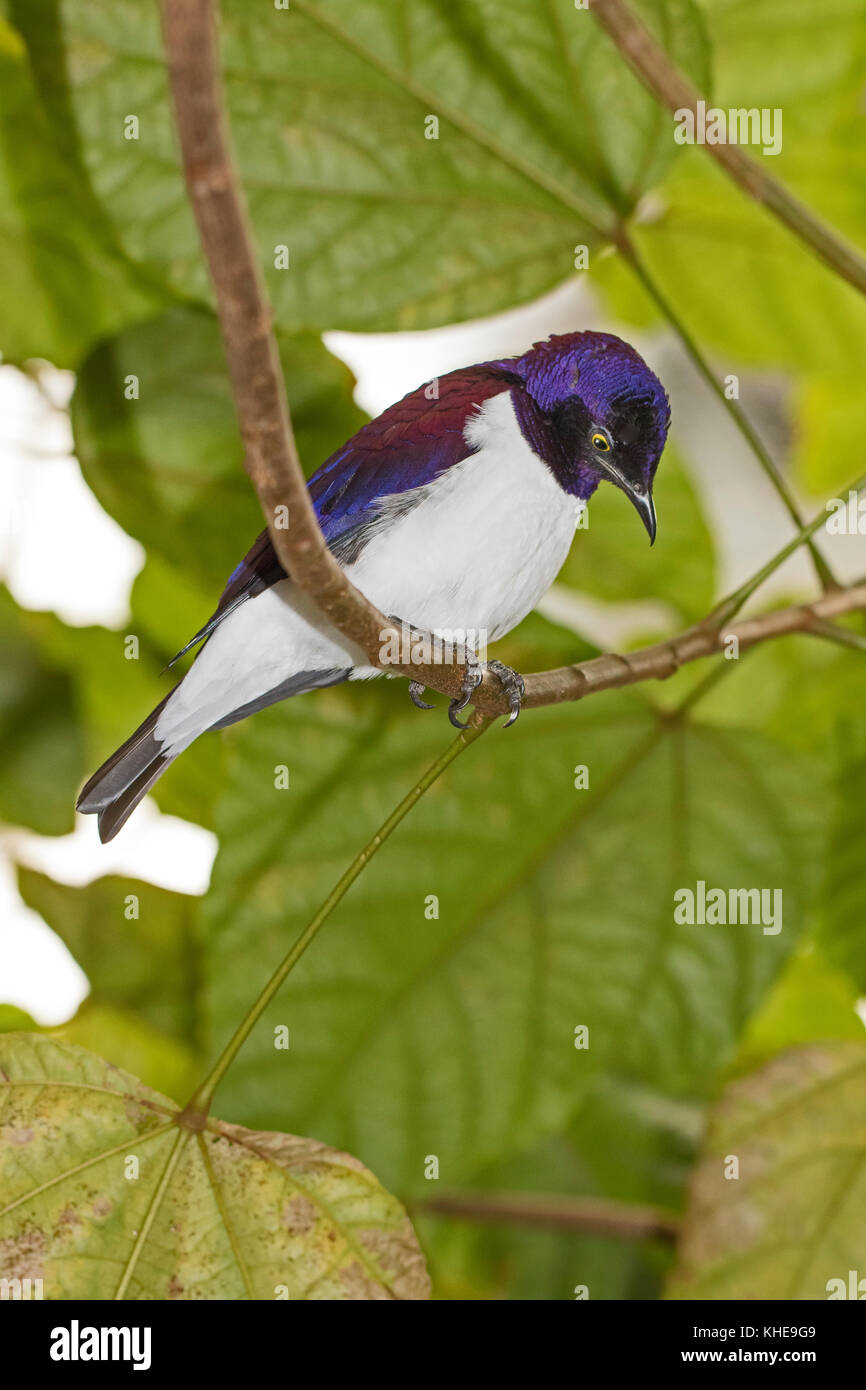Male Violet-backed or Amethyst Starling Stock Photo - Alamy
