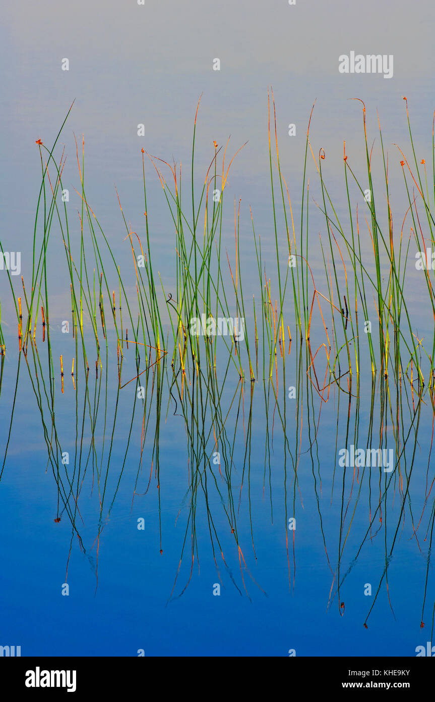 Morning stillness in Seney National Wildlife Refuge in the Upper ...