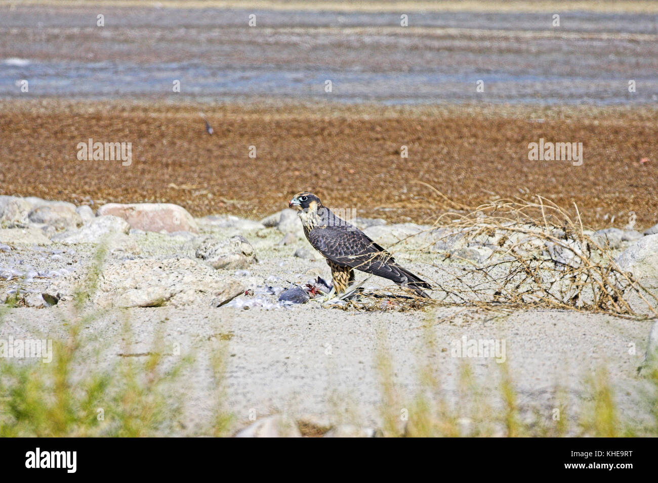 Peregrine falcon Falco peregrinus juvenile with gull prey beside Salt ...
