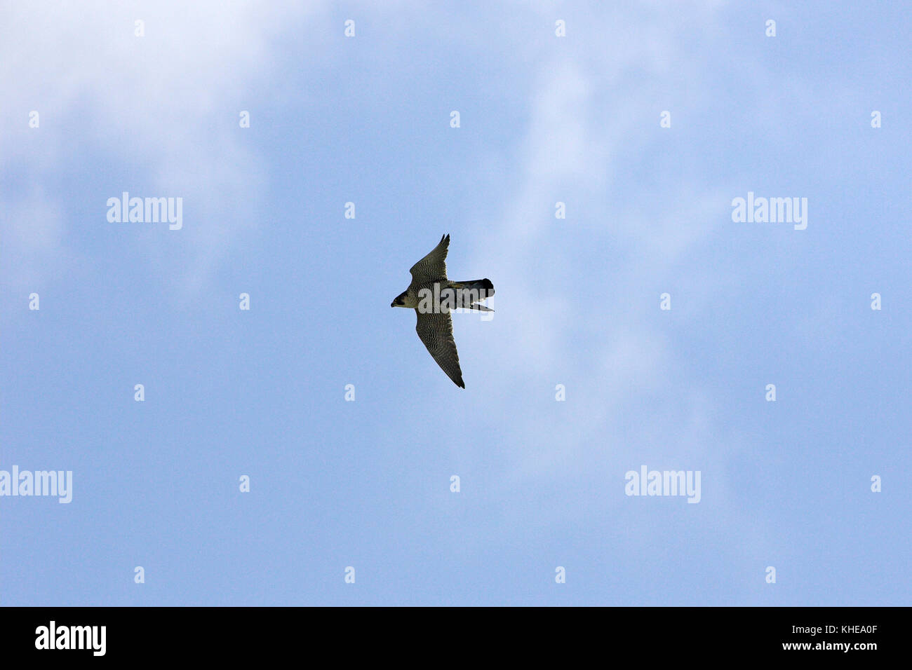 Peregrine falcon Falco peregrinus in flight with prey Dorset England ...