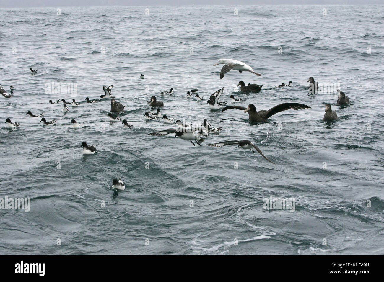Cape pigeon Daption capense group on sea with Northern giant petrel ...