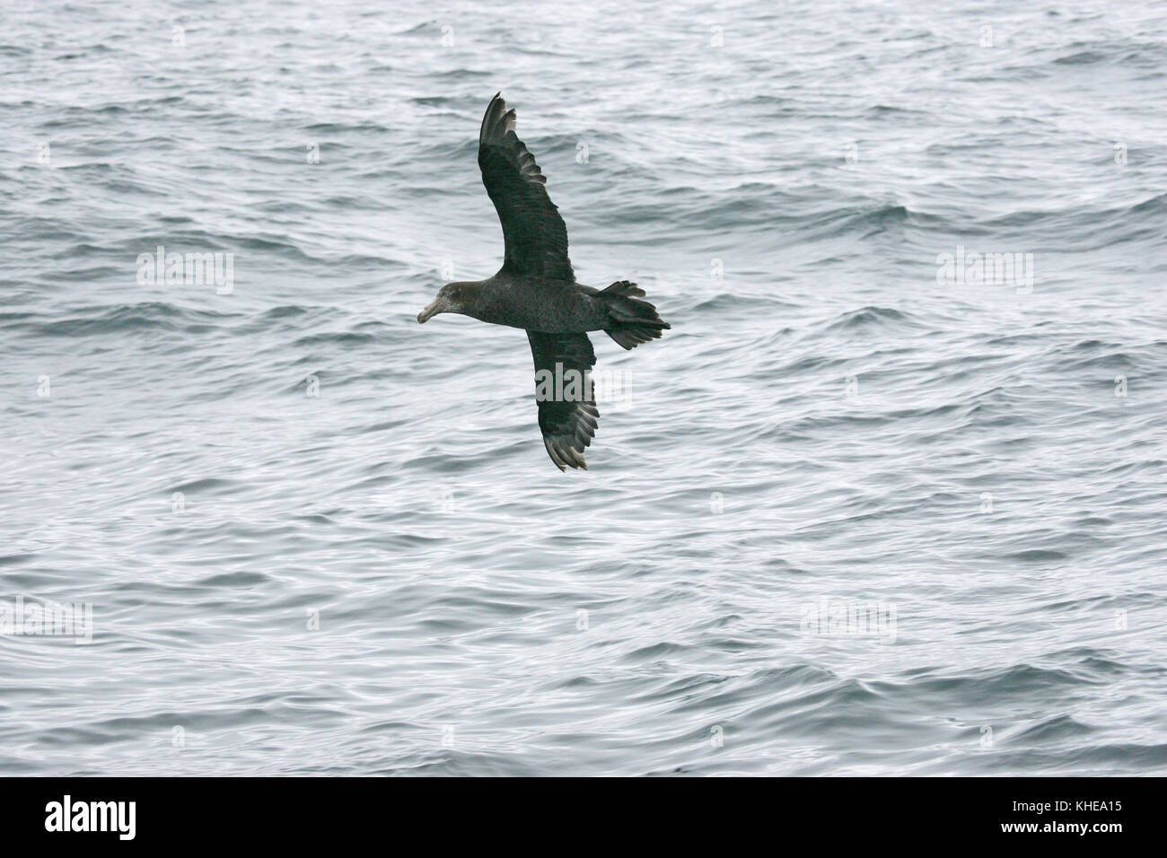 Northern giant petrel Macronectes halli in flight over the sea New ...
