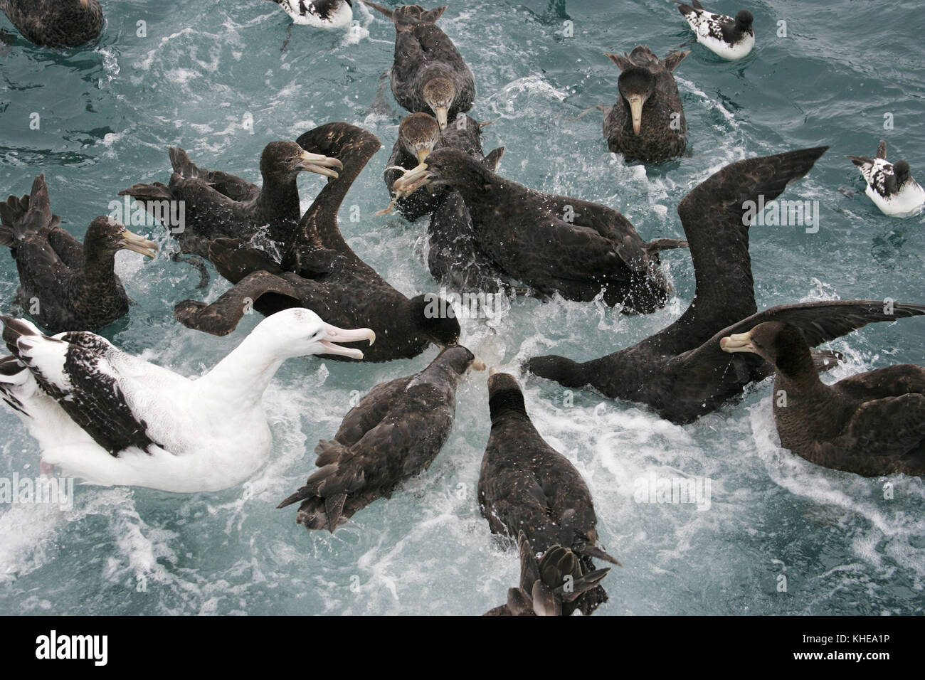 Northern giant petrel Macronectes halli feeding on the sea with Cape ...