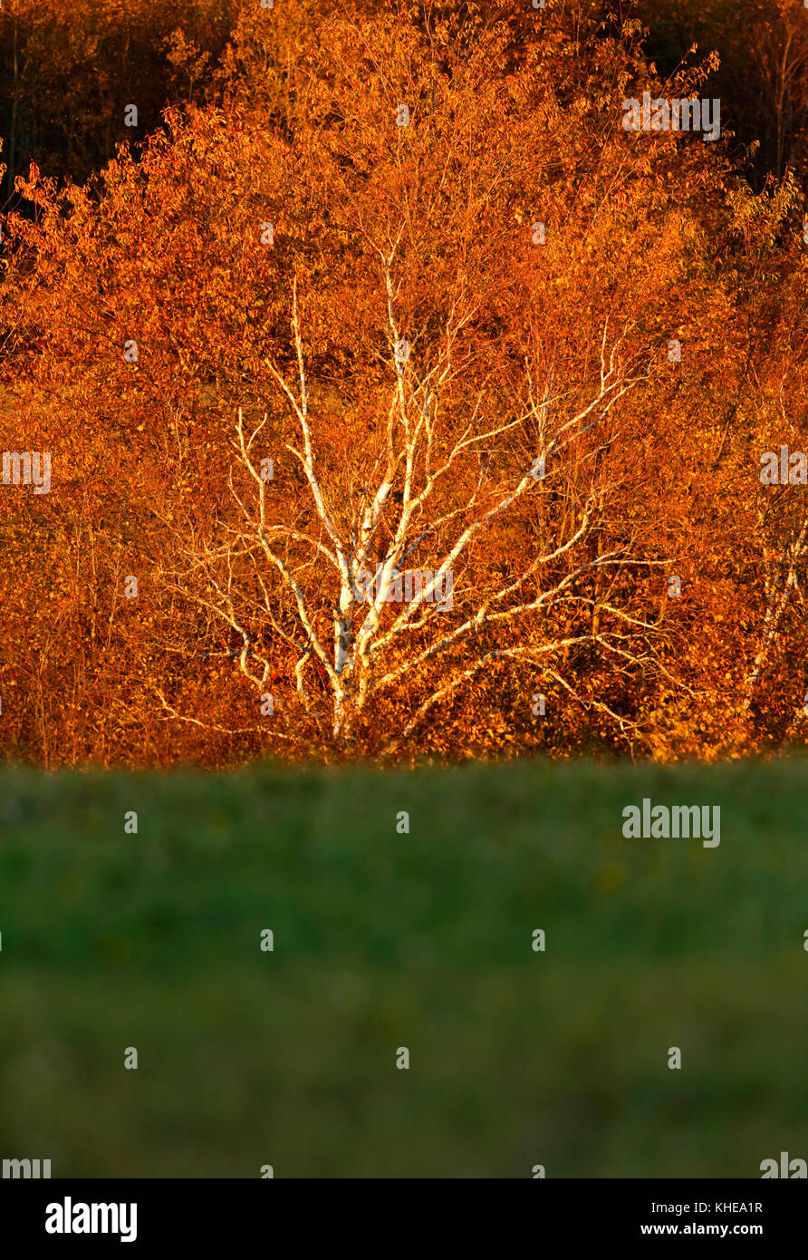 Abstract of birch trees and fall colors hi-res stock photography and ...