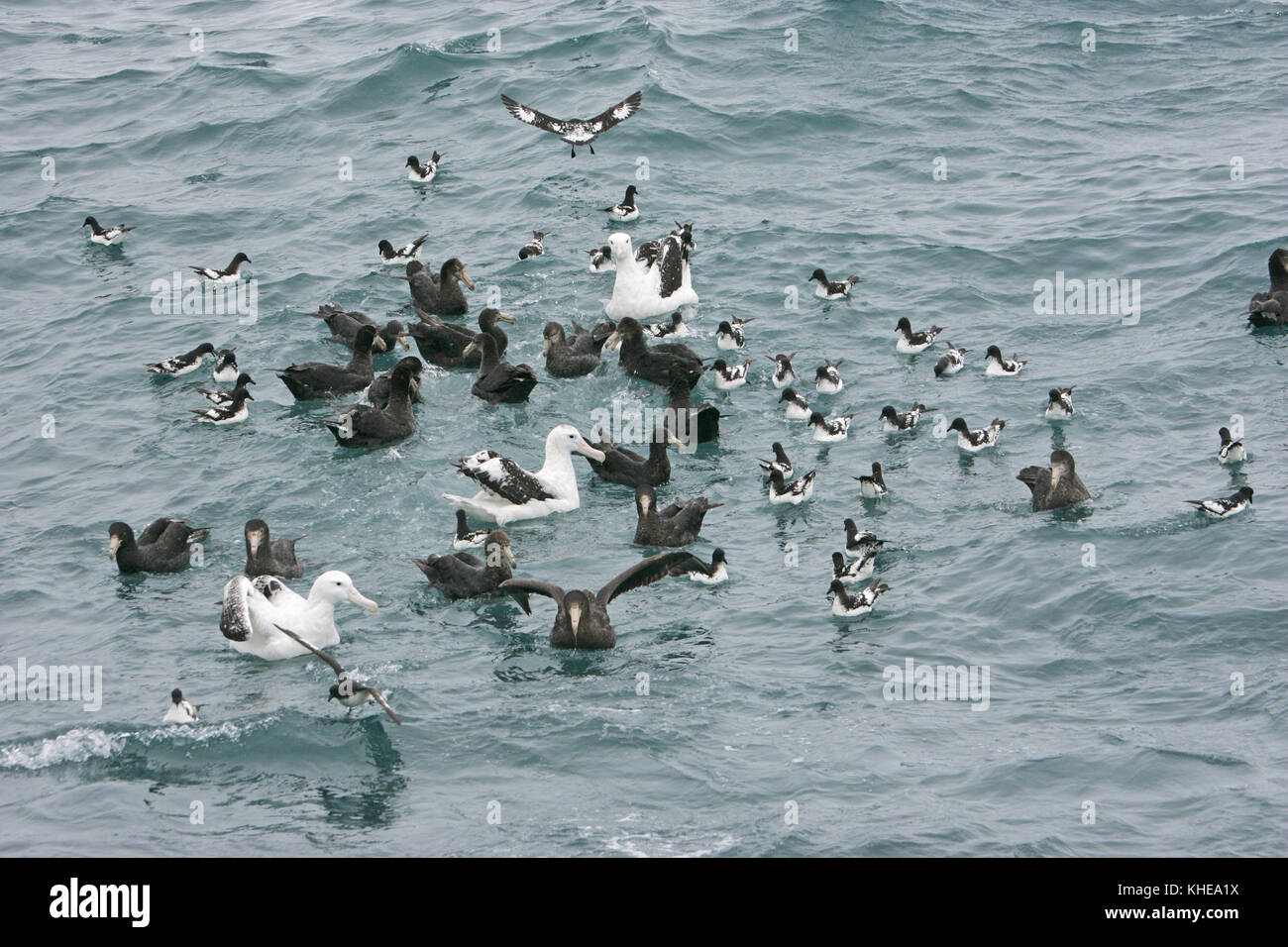 Northern giant petrel Macronectes halli feeding on the sea with Cape ...