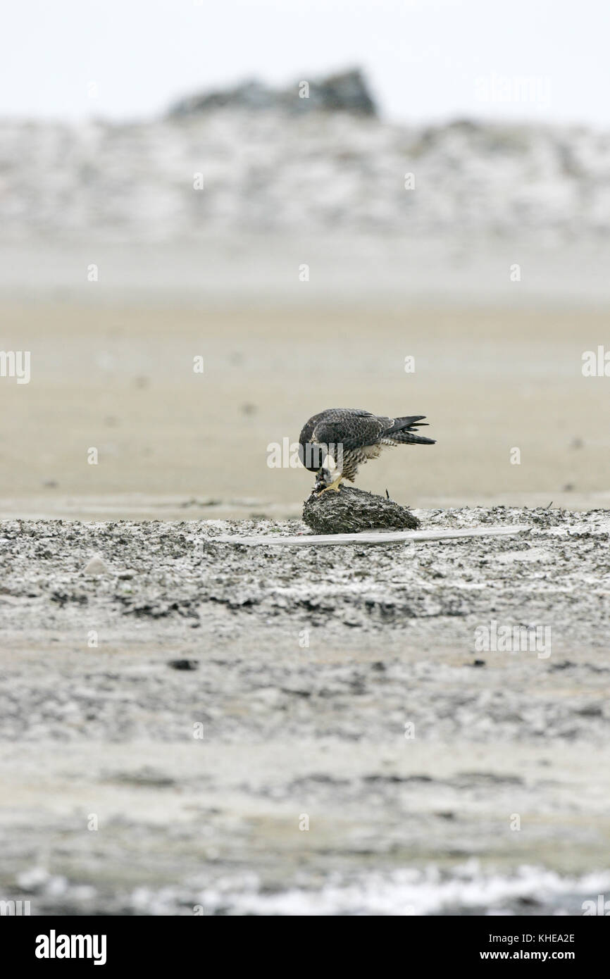 Peregrine falcon Falco peregrinus cassini feeding on small wader prey ...