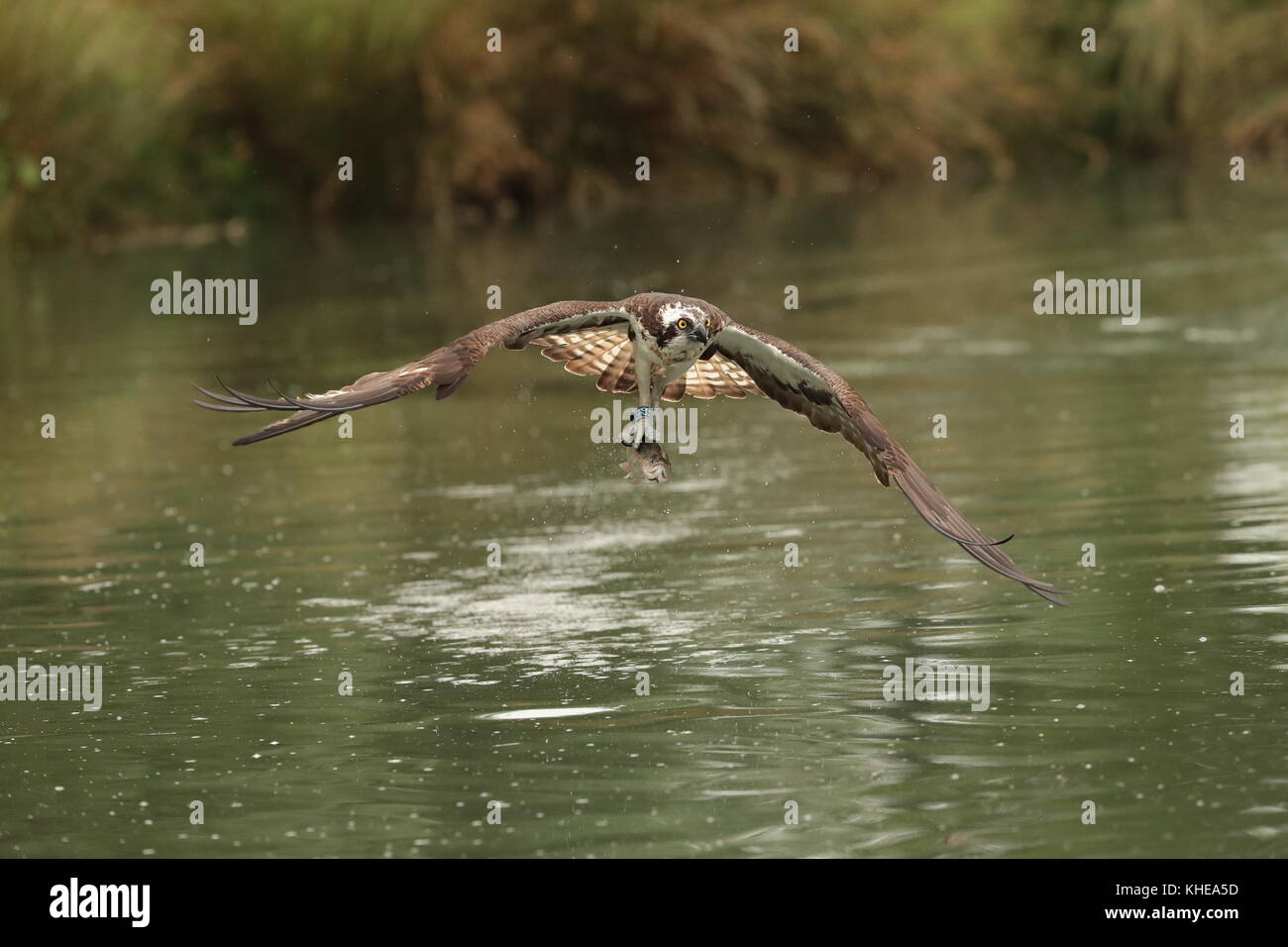 Rising trout hi-res stock photography and images - Alamy