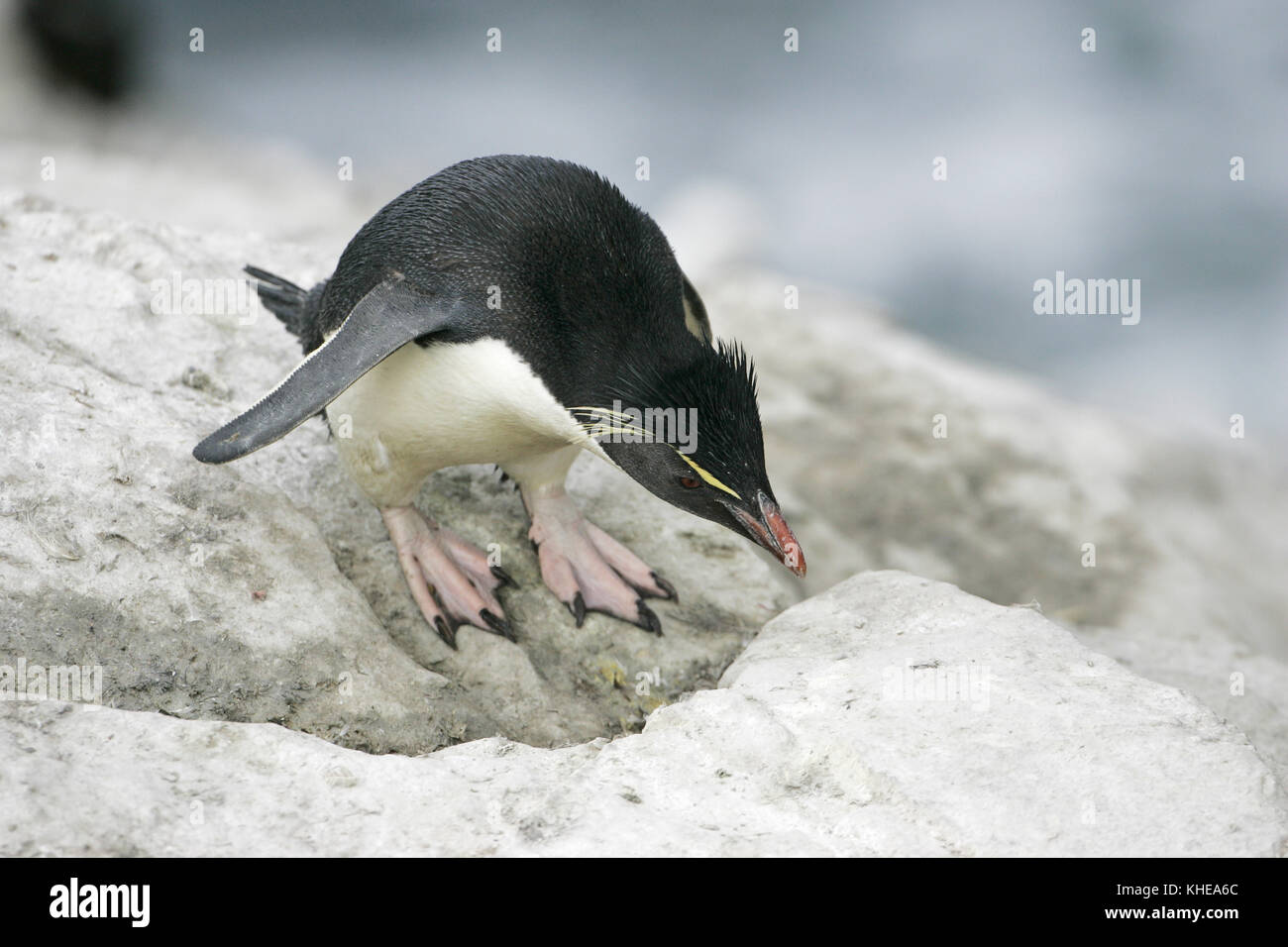 Rockhopper Penguin Jumping High Resolution Stock Photography and Images ...