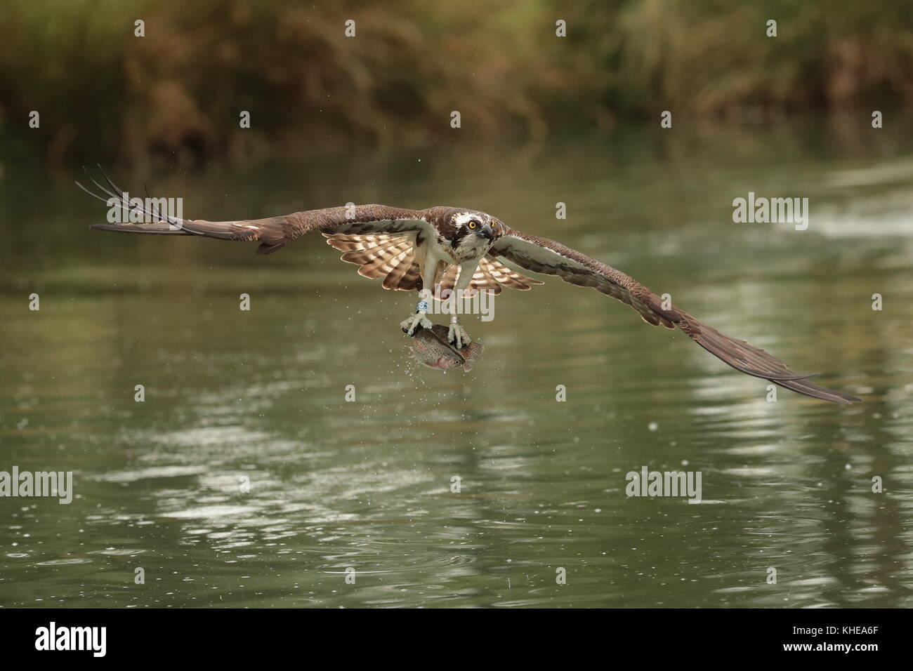 Rising trout hi-res stock photography and images - Alamy
