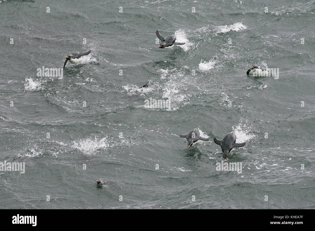 Rockhopper penguin swimming hi-res stock photography and images - Alamy