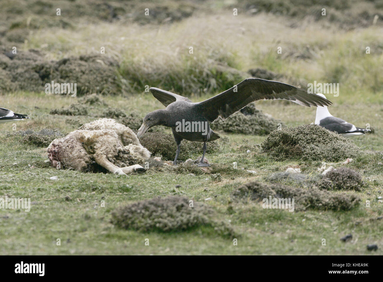 Southern giant petrel Macronectes giganteus at sheep carcass with Kelp ...