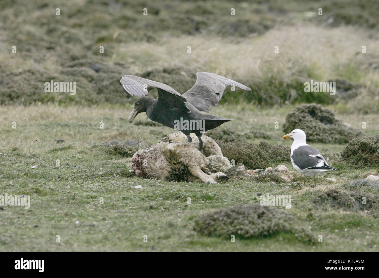 Sheep carcass hi-res stock photography and images - Alamy