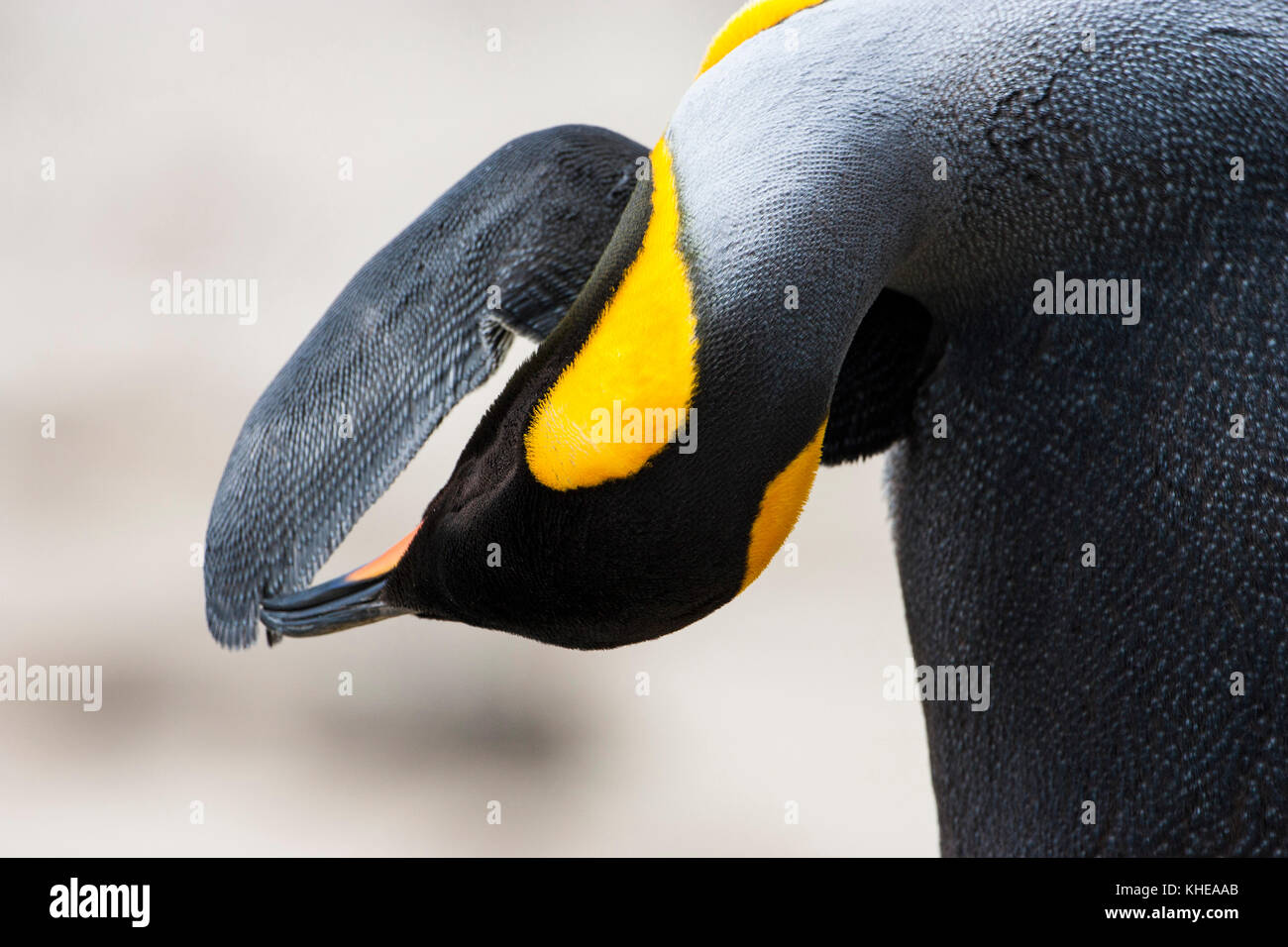 King penguin Aptenodytes patagonicus adult preening Saunders Island ...