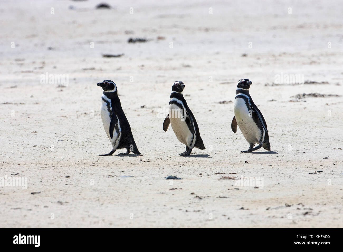 Magellanic penguin Spheniscus magellanicus Saunders Island Falkland ...