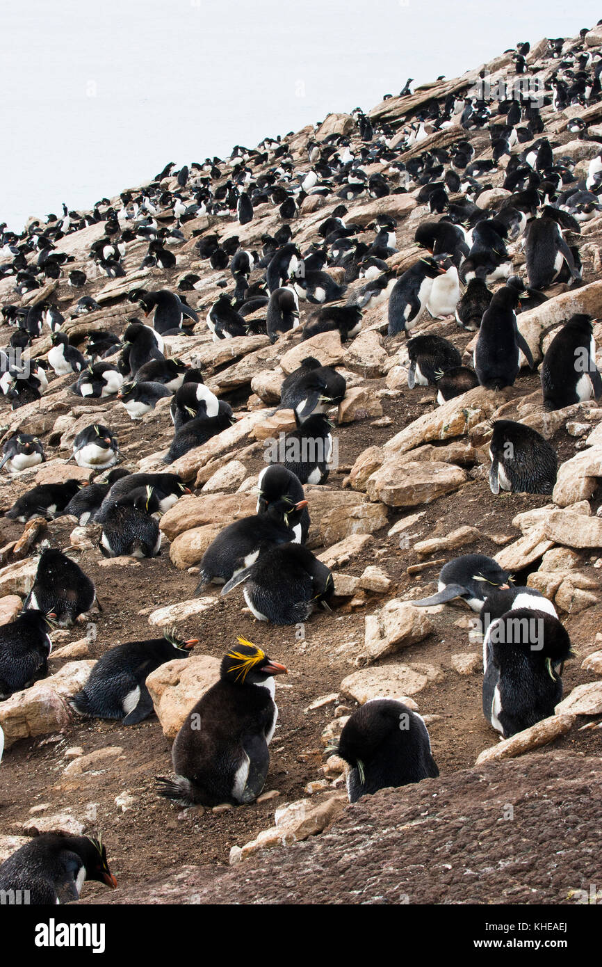 Macaroni penguin Eudyptes chrysolophus amongst Rockhopper penguin ...