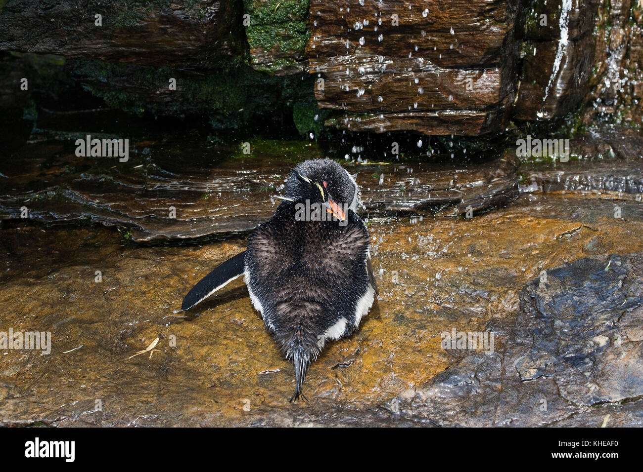 Falkland waterfall hi-res stock photography and images - Alamy